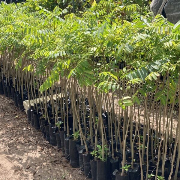 Cedro rojo - Vivero Naturum